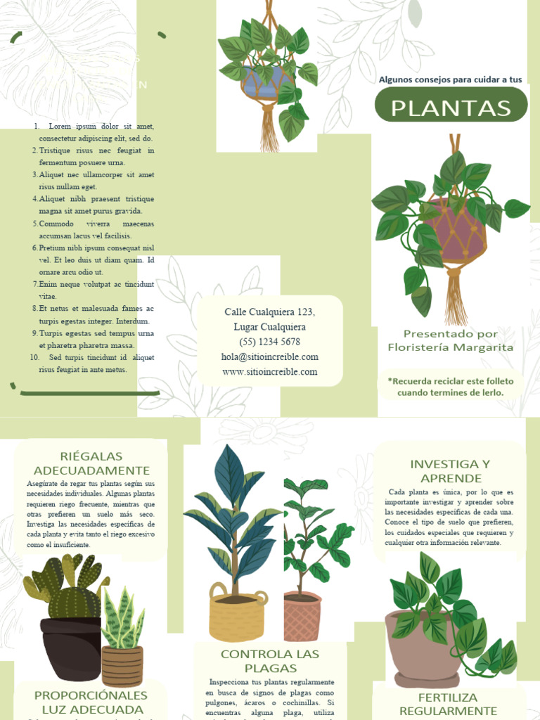 Folleto Tríptico Consejos Para Cuidar A Tus Plantas Ilustrado Verde