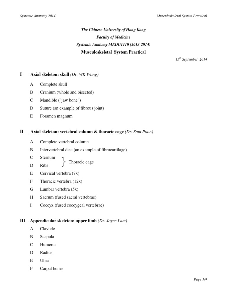 3 - Musculoskeletal System Practical Checklist | PDF | Vertebra | Knee