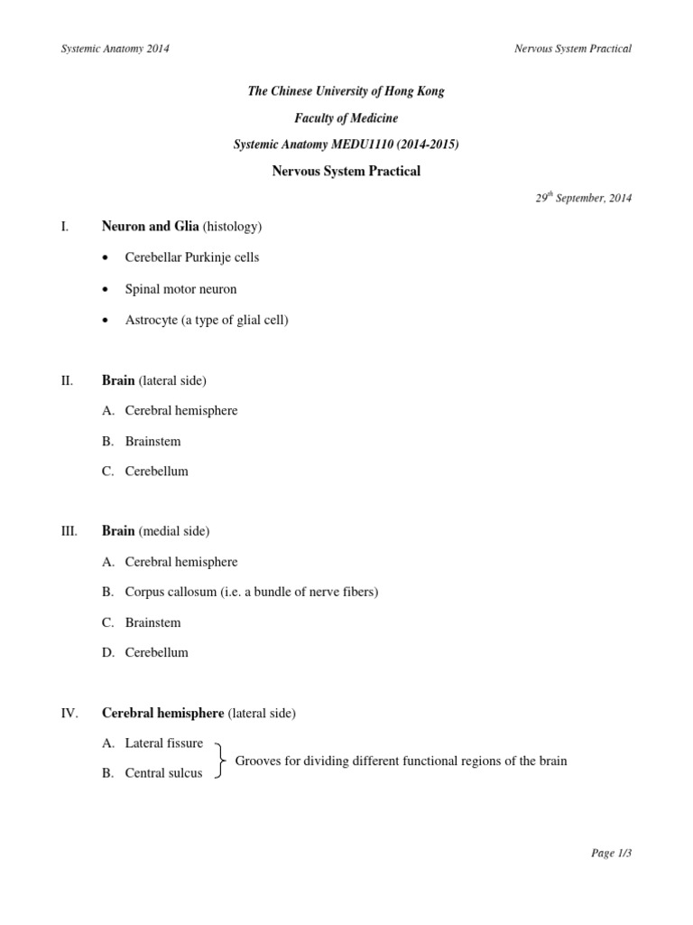5 - Nervous System Practical Checklist 2014 | PDF | Brainstem | Spinal Cord