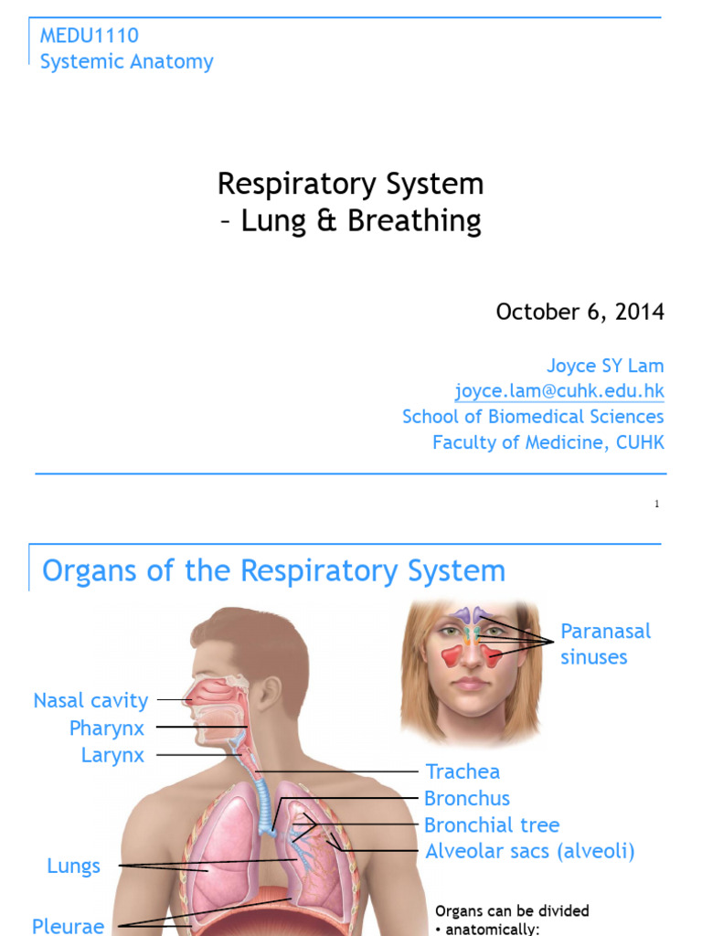 6_ Respiratory system | PDF | Lung | Respiratory Tract