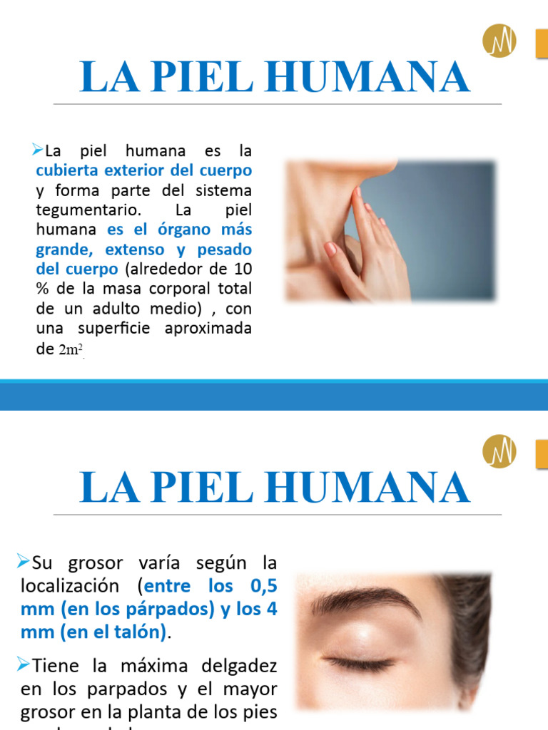 La Piel. Definición, Histología y Fisiología. | PDF | Piel | Epidermis