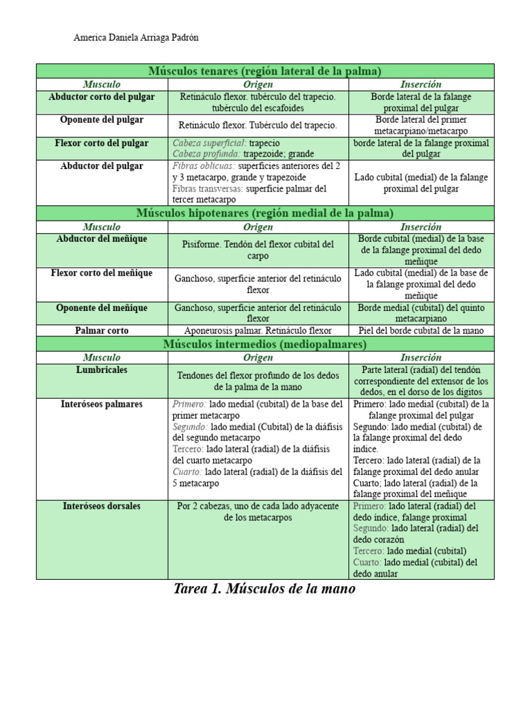 Músculos De La Mano Pdf Mano Extremidades Anatomía