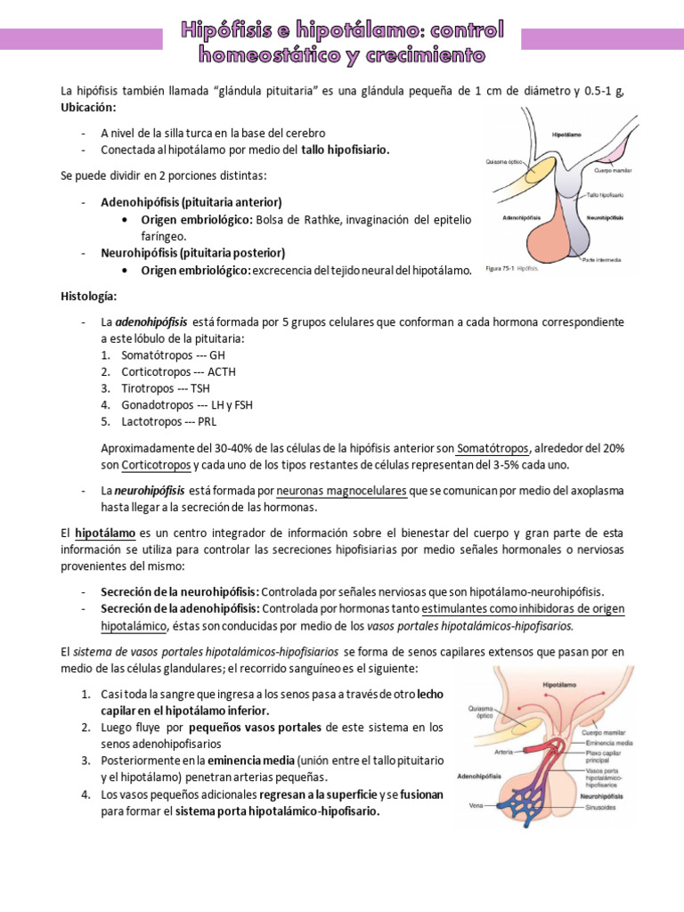 Anatomía y función de la hipófisis | PDF | Glándula pituitaria | Hueso