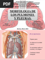 Anatomía de los Pulmones | PDF | Pulmón | Tórax (anatomía humana)