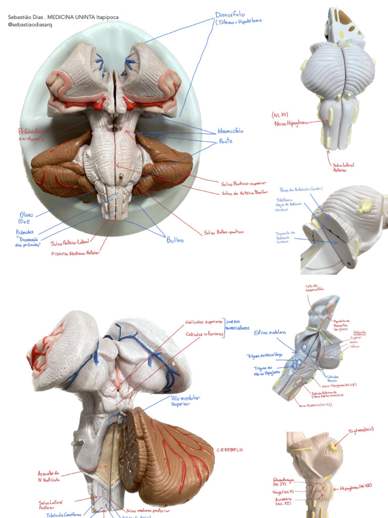 Flashcard. Tronco. Cerebelo PDF | PDF
