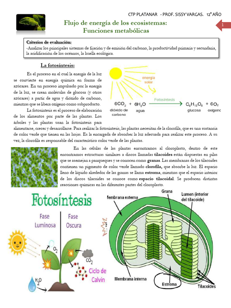 3° RESUMEN BIOLOGÍA 12° 24 FOTOSÍNTESIS | PDF | Fotosíntesis | Plantas