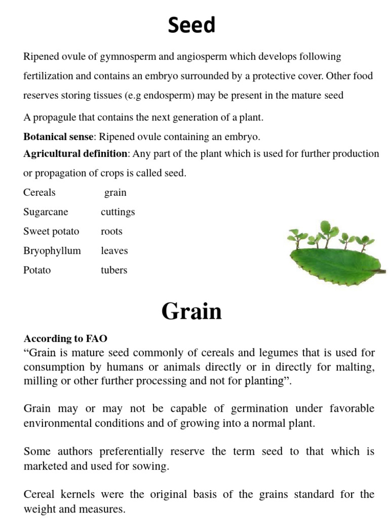 Seed, Significance and Structure | PDF | Seed | Fruit