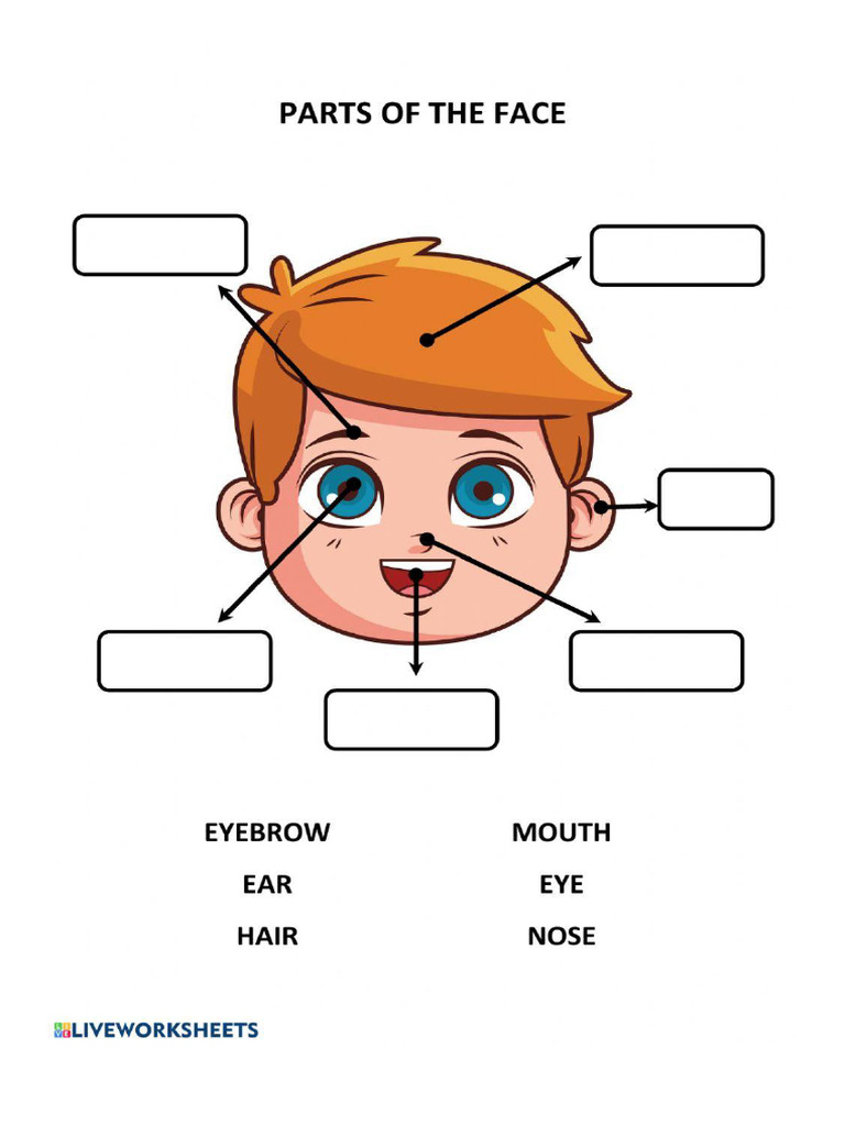 Partes De La Cara En Ingles Pdf