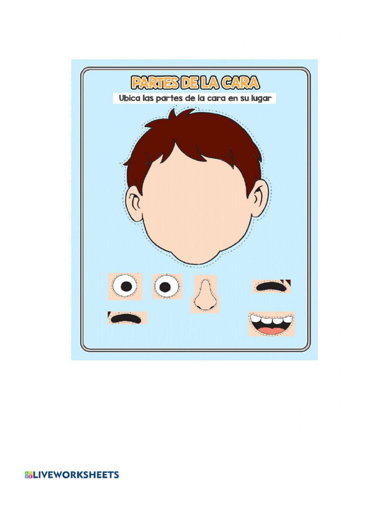 partes de la cara | PDF
