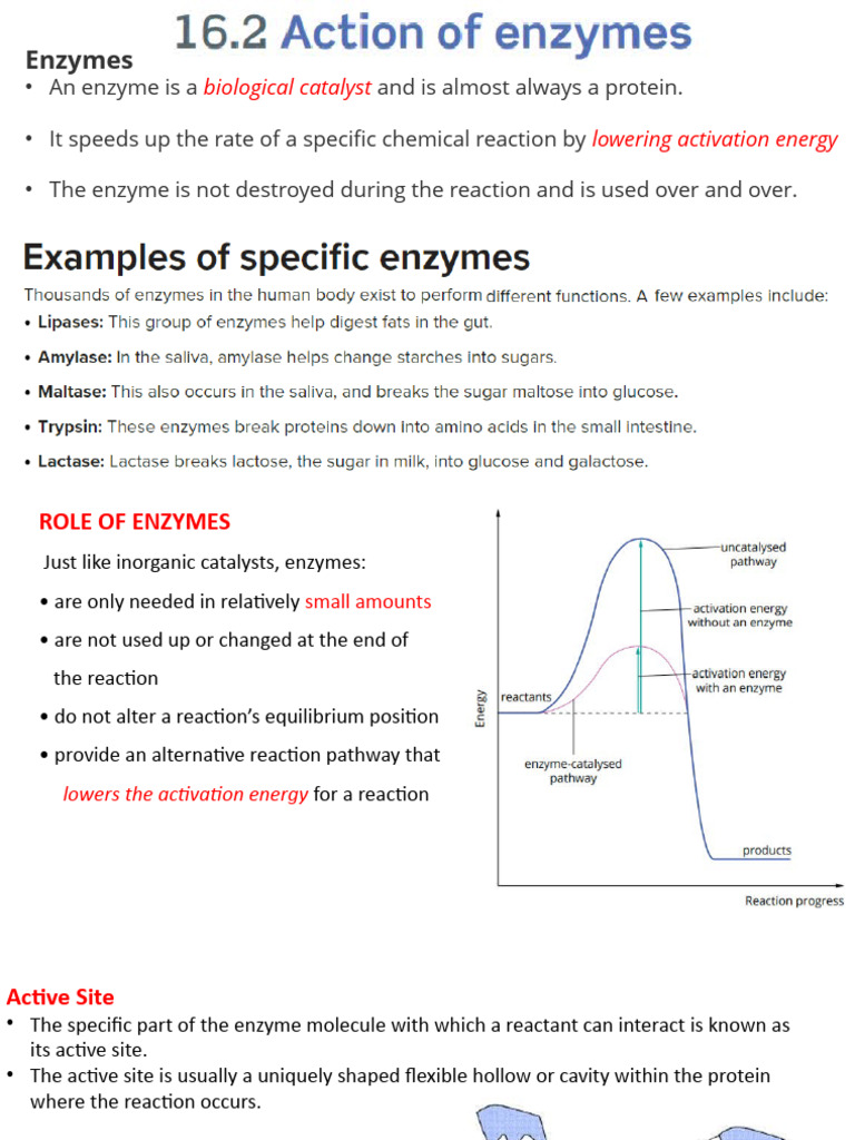 Chapter 16 Enzymes | PDF | Enzyme | Active Site