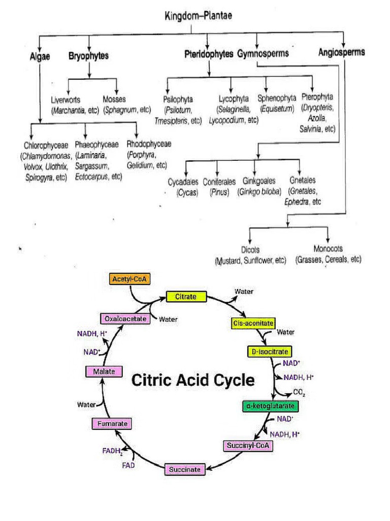 Plantae and Kreb Cycle | PDF