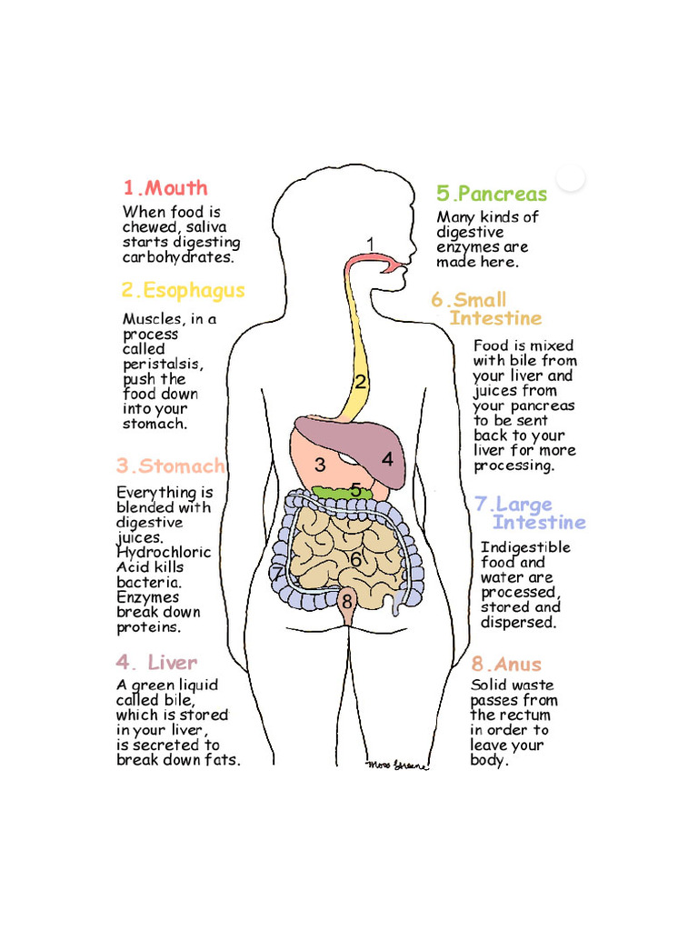 Human Digestive System Diagram | PDF