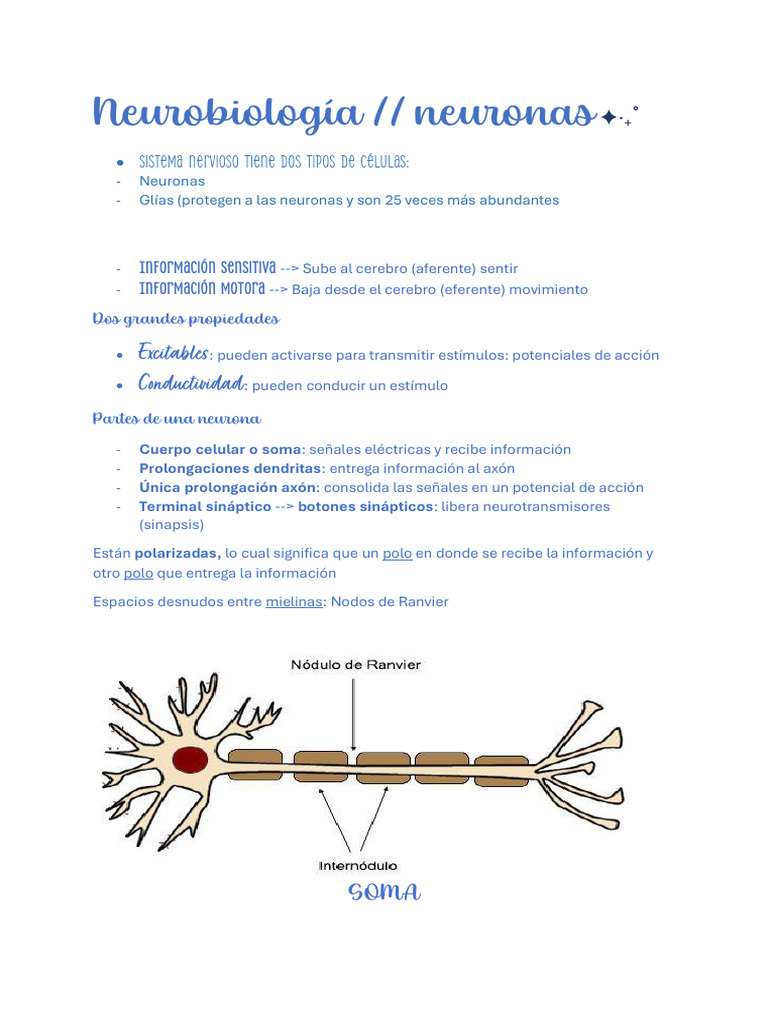 Neurobiología Neuronas | PDF | Axon | Neurona