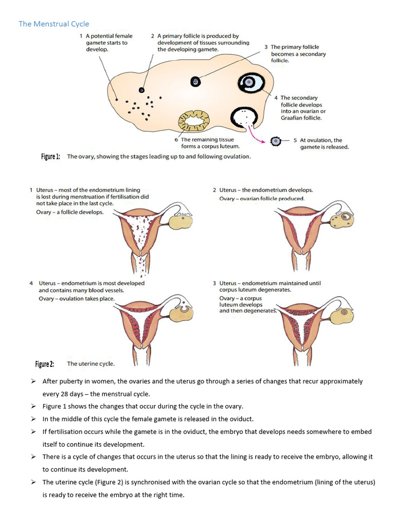 Lesson 6 - The Menstrual Cycle | PDF | Menstrual Cycle | Luteinizing Hormone