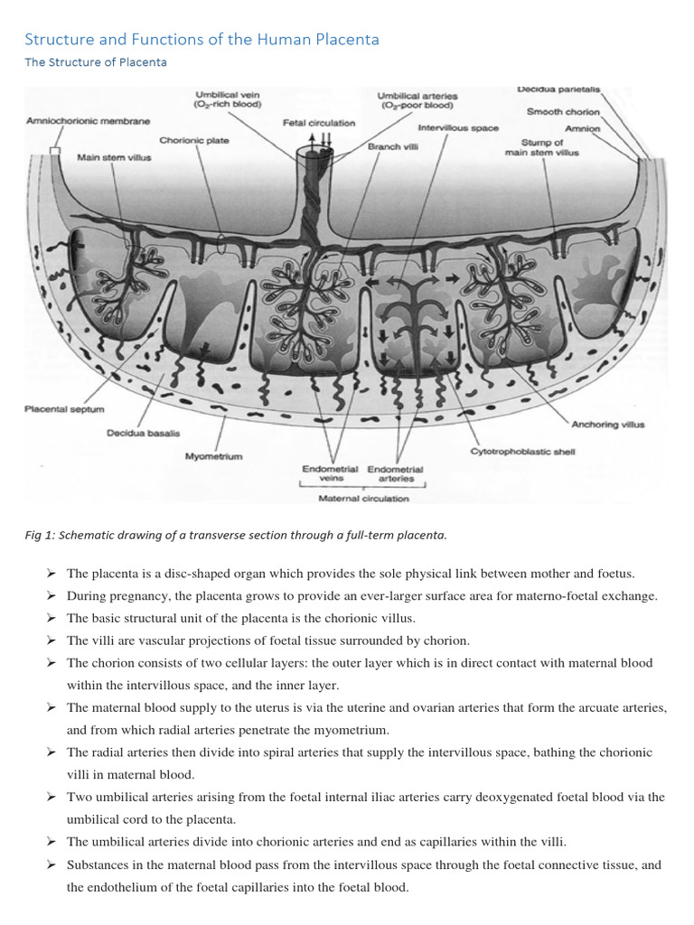 Lesson 5 - Structure and Functions of the Human Placenta | PDF ...