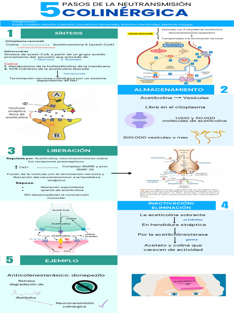 Neurotransmisión Colinérgica Simplificada | PDF | Acetilcolina | Bioquímica