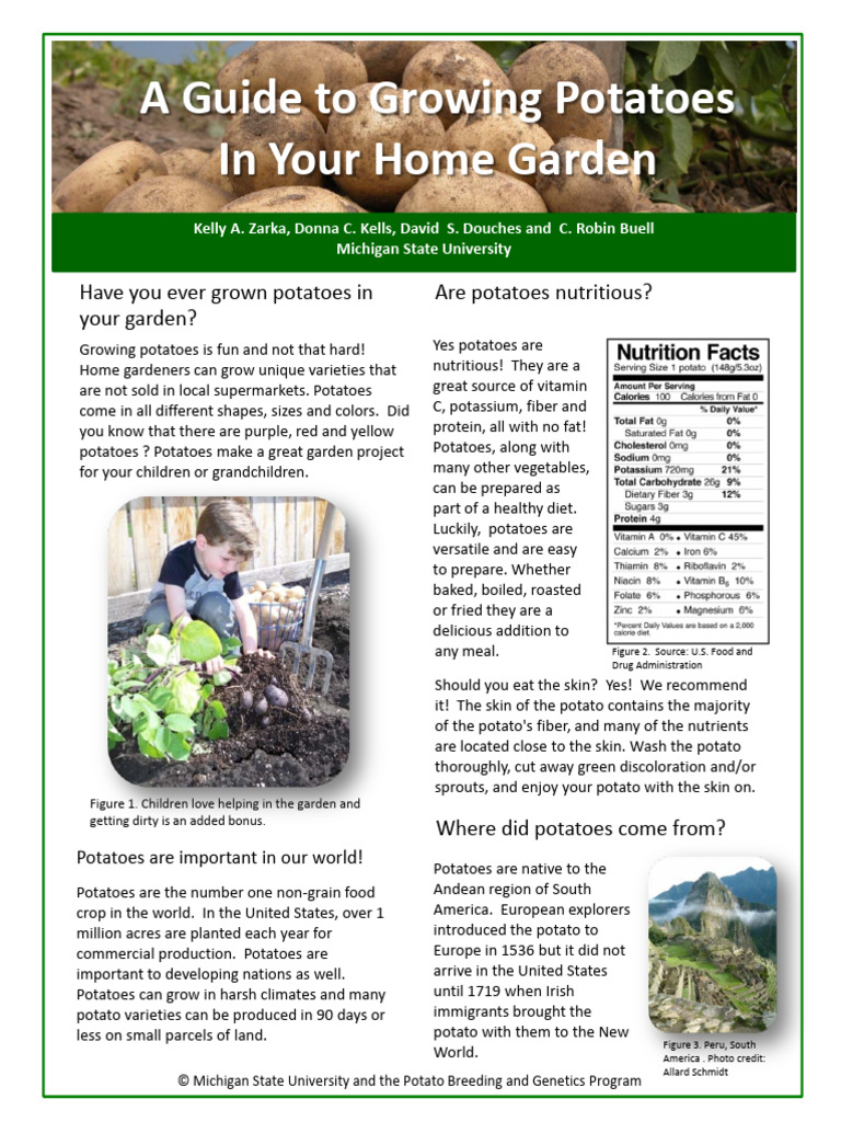 Growing Potatoes | Download Free PDF | Potato | Seed