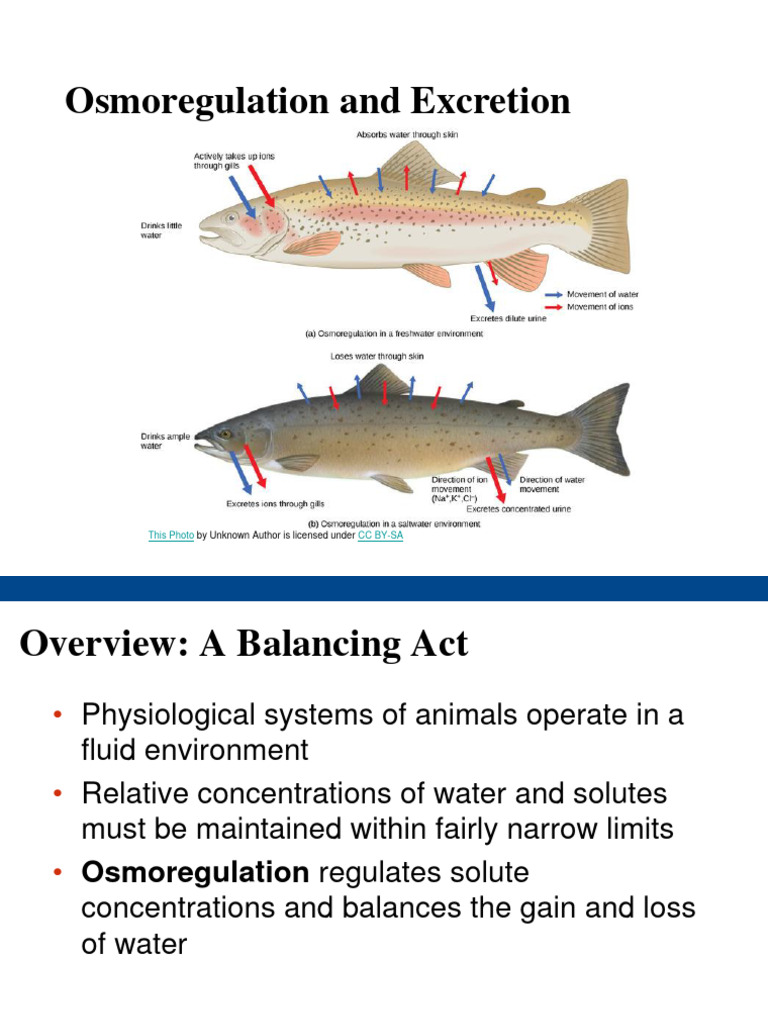 03-Osmoregulation | PDF | Kidney | Urea