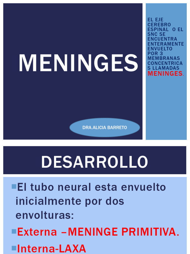 2024 Meninges | PDF | Fluido cerebroespinal | Sistema nervioso central