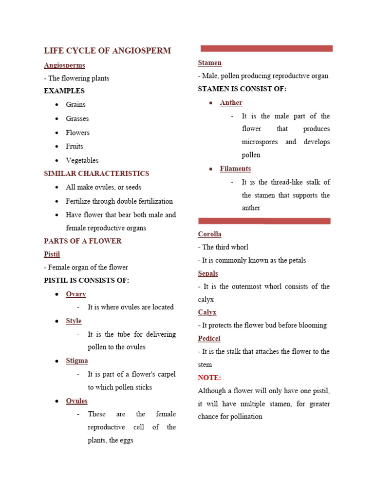 LIFE CYCLE OF ANGIOSPERM | PDF | Flowers | Pollination
