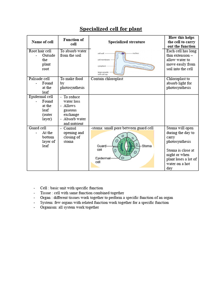 Specialized Cell For Plant | Download Free PDF | Stoma | Leaf