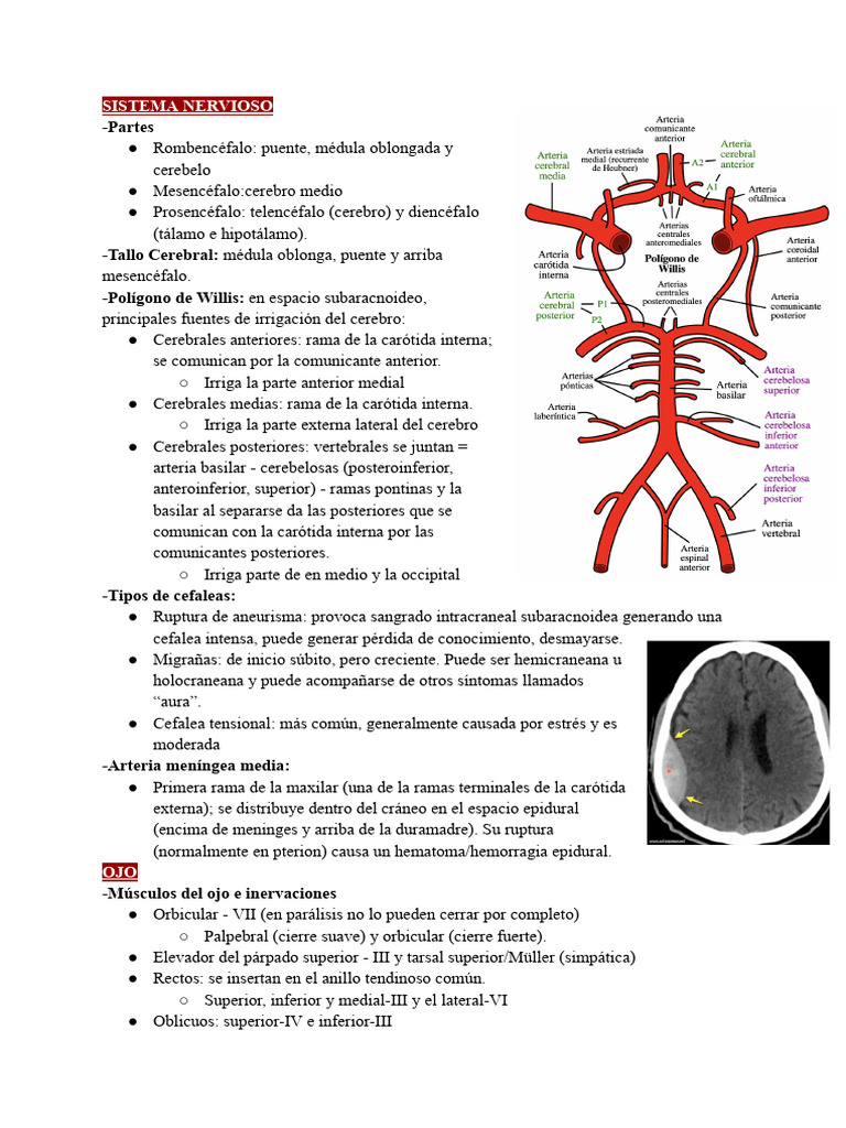 Guía Anato Clínica | PDF | Laringe | Ojo humano
