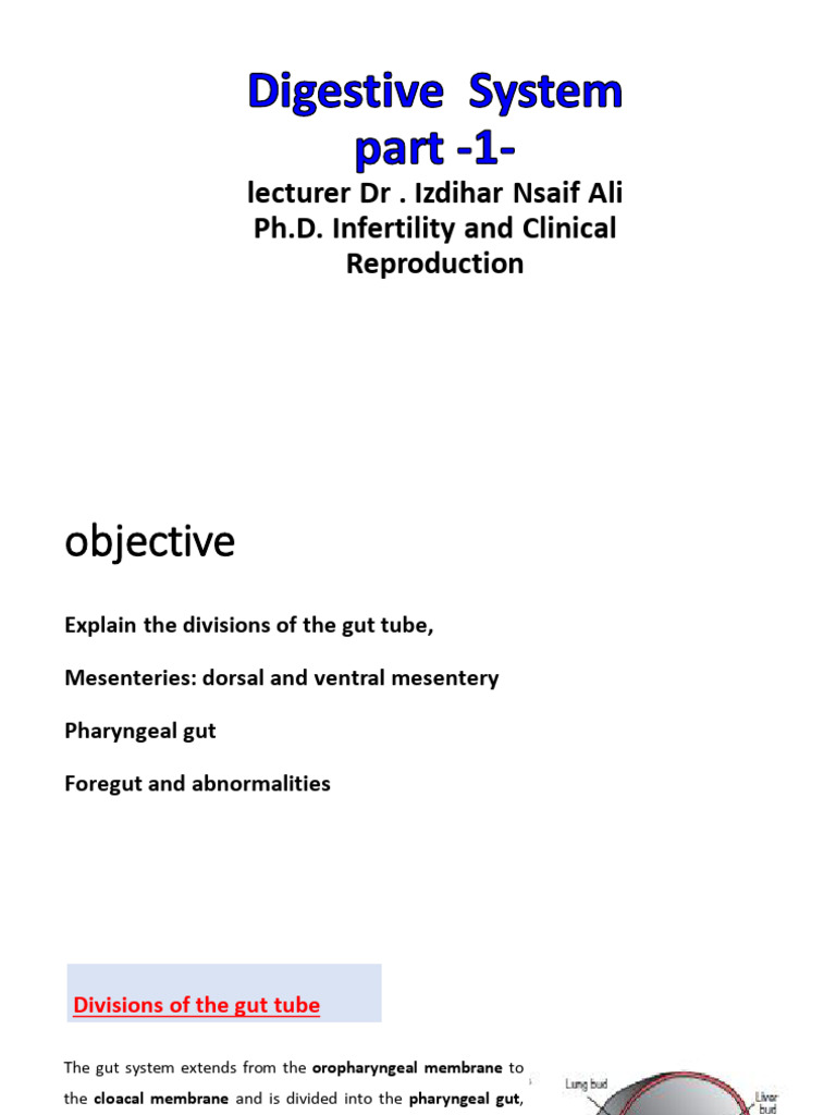 Digestive System-1 | PDF | Peritoneum | Gastrointestinal Tract