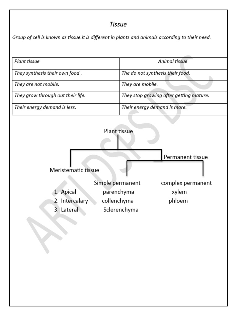 Tissue Notes | Download Free PDF | Tissue (Biology) | Histology