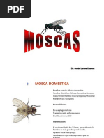 Anatomia de La Mosca Presentacion | PDF