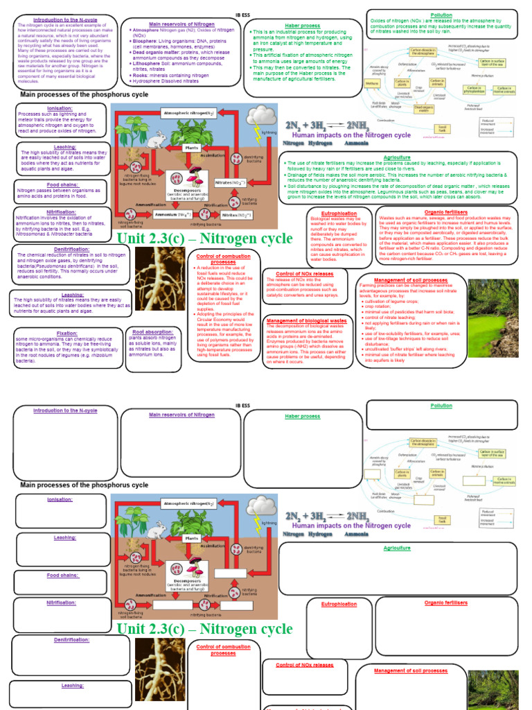 IB ESS Knowledge Bank 11 - 2.3C - Nitrogen Cycle | PDF | Fertilizer | Soil
