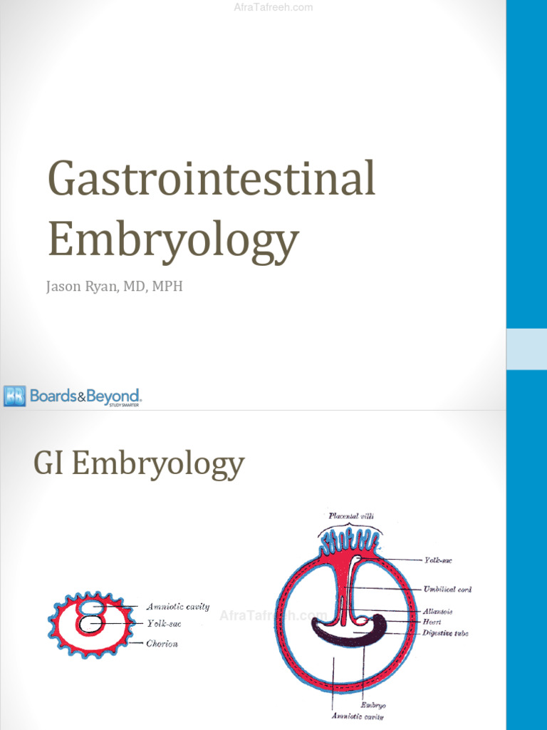 Gastrointestinal Embryology Atf | PDF | Gastrointestinal Tract | Esophagus
