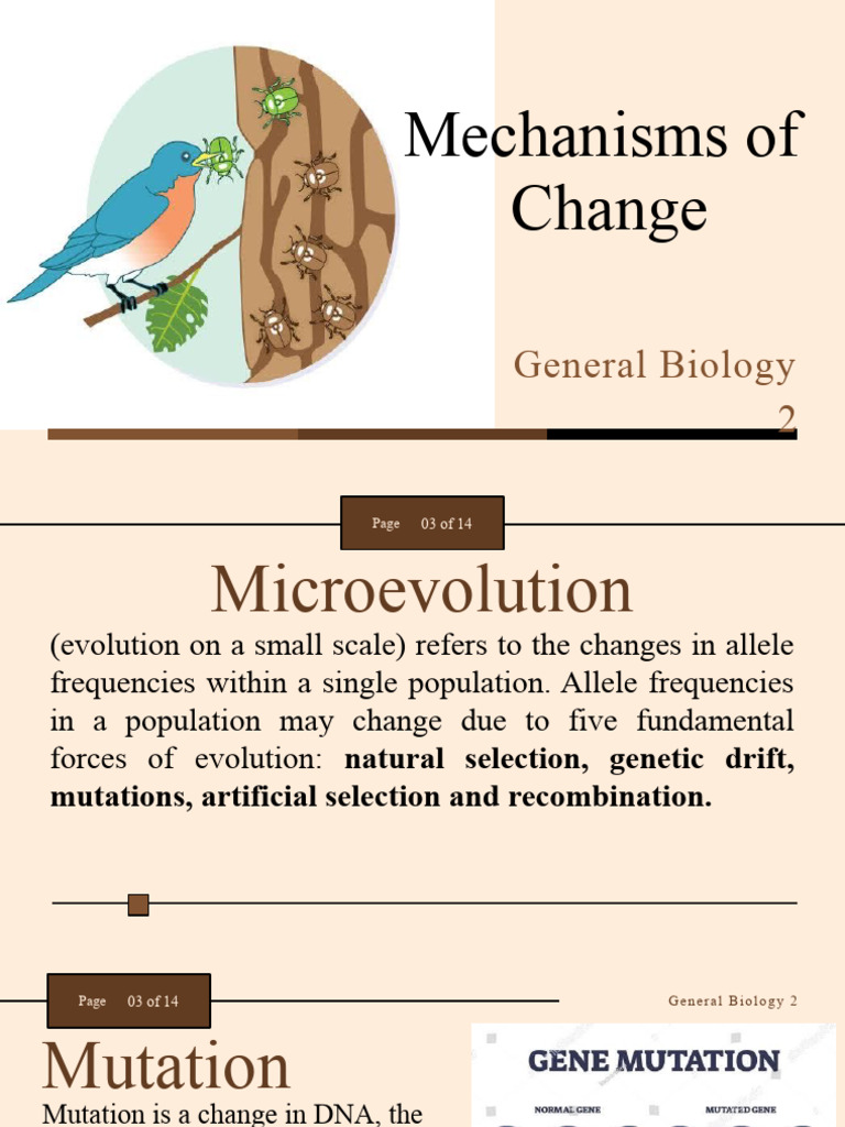 Mechanisms of Evolution | PDF | Natural Selection | Genetics