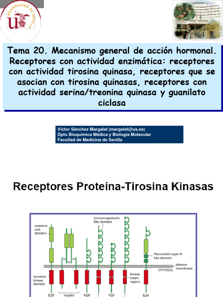 Tema-20-Receptores Actividad Kinasa-2024 | PDF | Transducción de ...