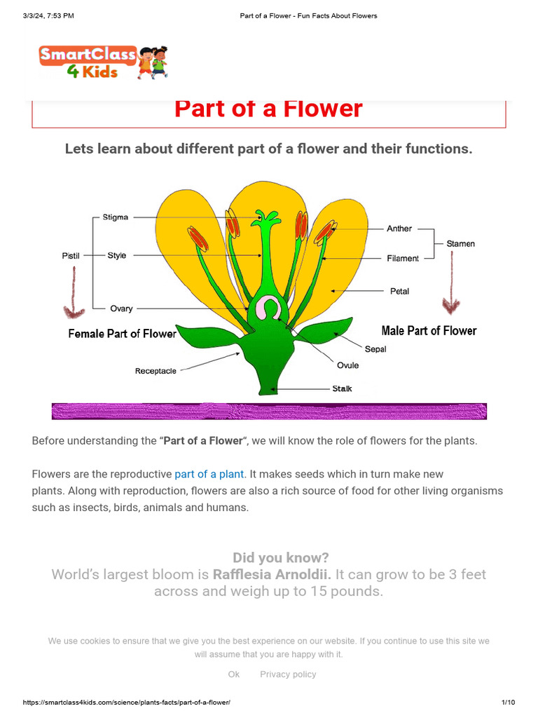 Flower Parts and Fun Facts Explained | PDF | Flowers | Petal