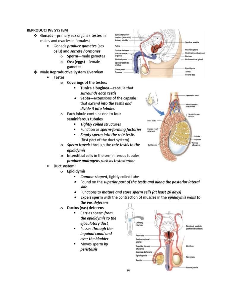 Reproductive System | PDF | Testicle | Reproduction