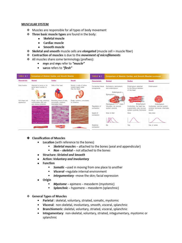 MUSCULAR-SYSTEM | PDF | Anatomical Terms Of Motion | Muscle Contraction