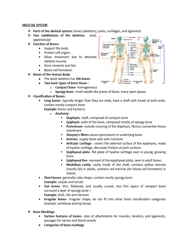 SKELETAL-SYSTEM | PDF | Bone | Vertebra