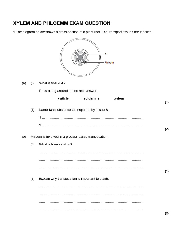 Xylem and Phloem Exam Questions Guide | PDF | Anatomy | Biology