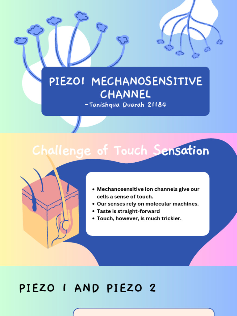 Piezo1 Mechanosensitive Channel | PDF | Cell Membrane | Ion Channel