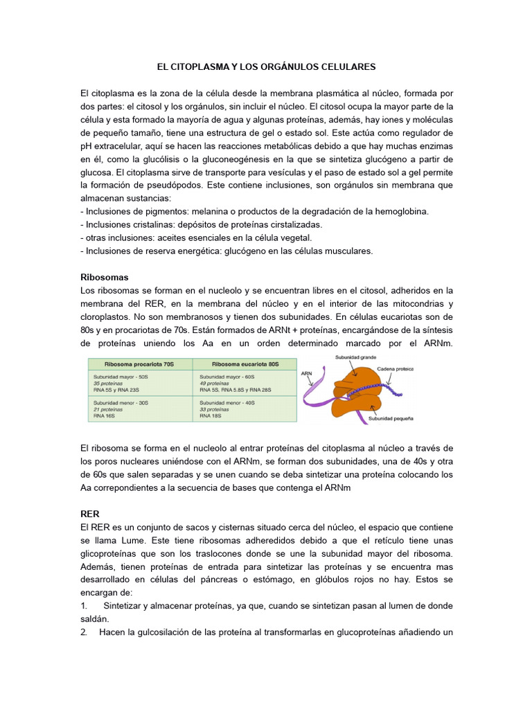 El Citoplasma | PDF | Citoplasma | Mitocondria