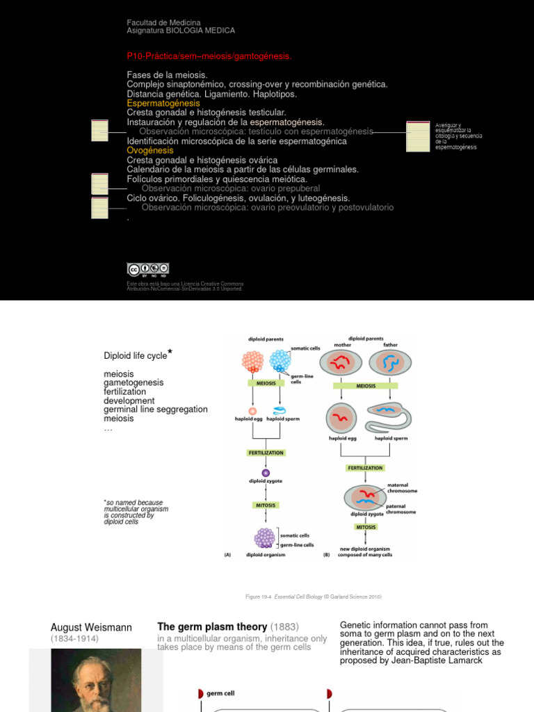 P10 2023meiosis Gametogenesis Web | PDF | Meiosis | Genetic Recombination