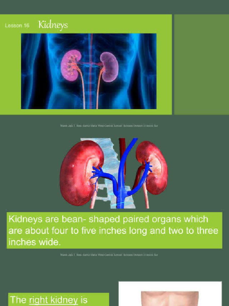 Lesson 16 Kidneys | PDF