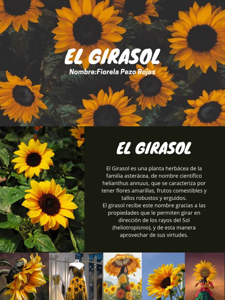 El Girasol | PDF