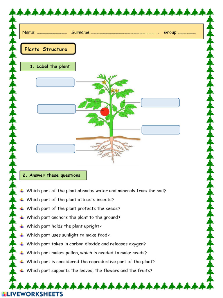 Plant Structure Quiz | PDF
