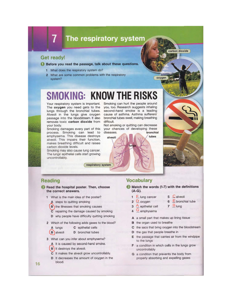 The Respiratory System | PDF