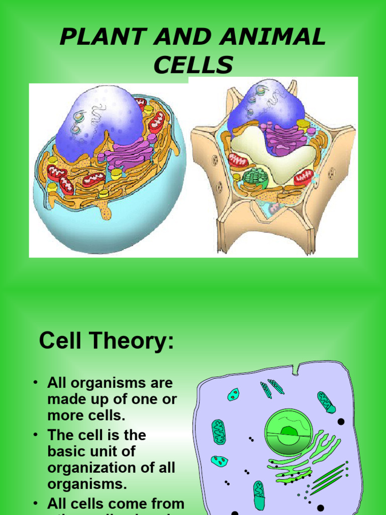 Animal and Plant Cell | PDF | Endoplasmic Reticulum | Cell (Biology)