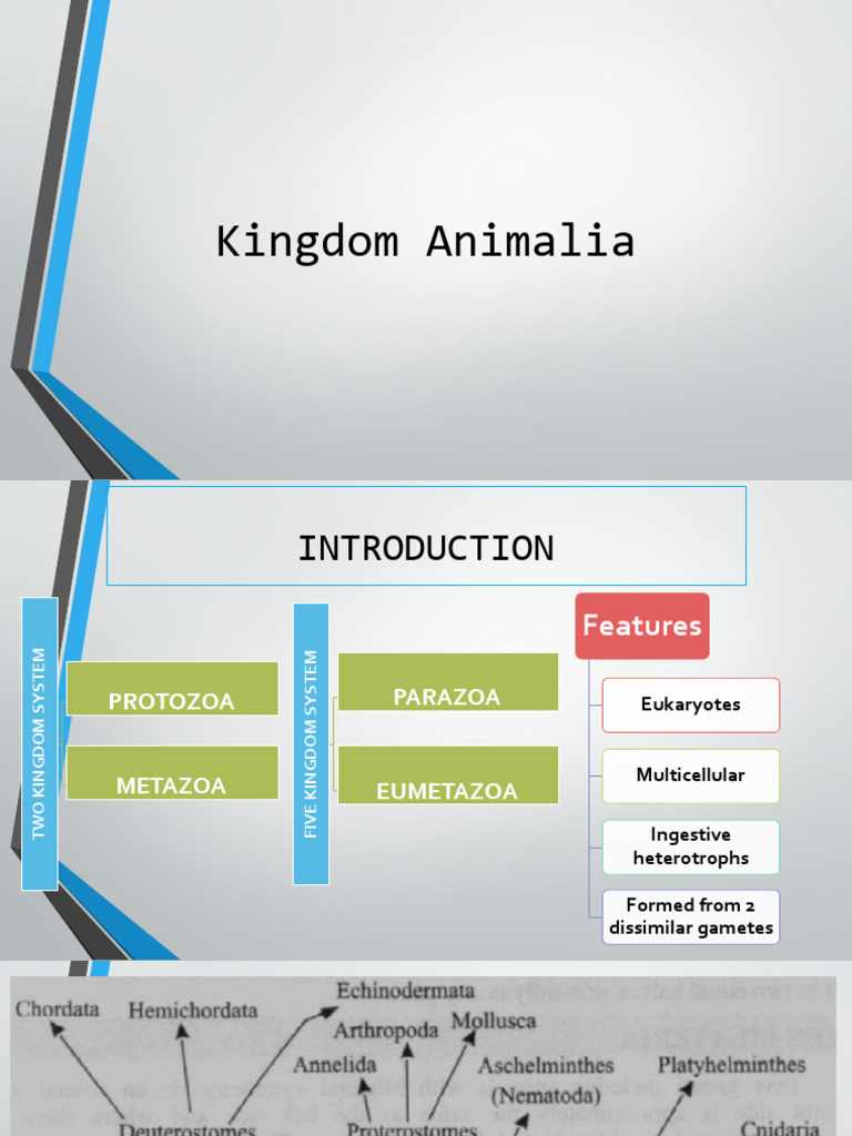 Animalia 2023 PPT | PDF | Biology | Zoology