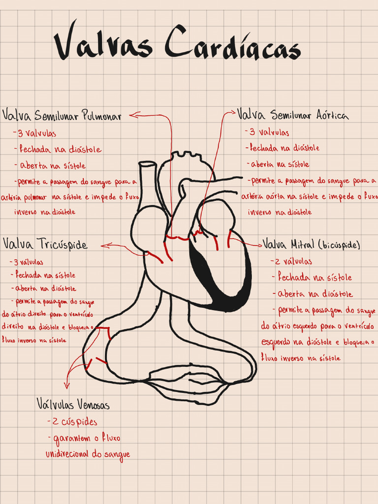 Esquema Valvas Cardíacas - 240327 - 043239 | PDF
