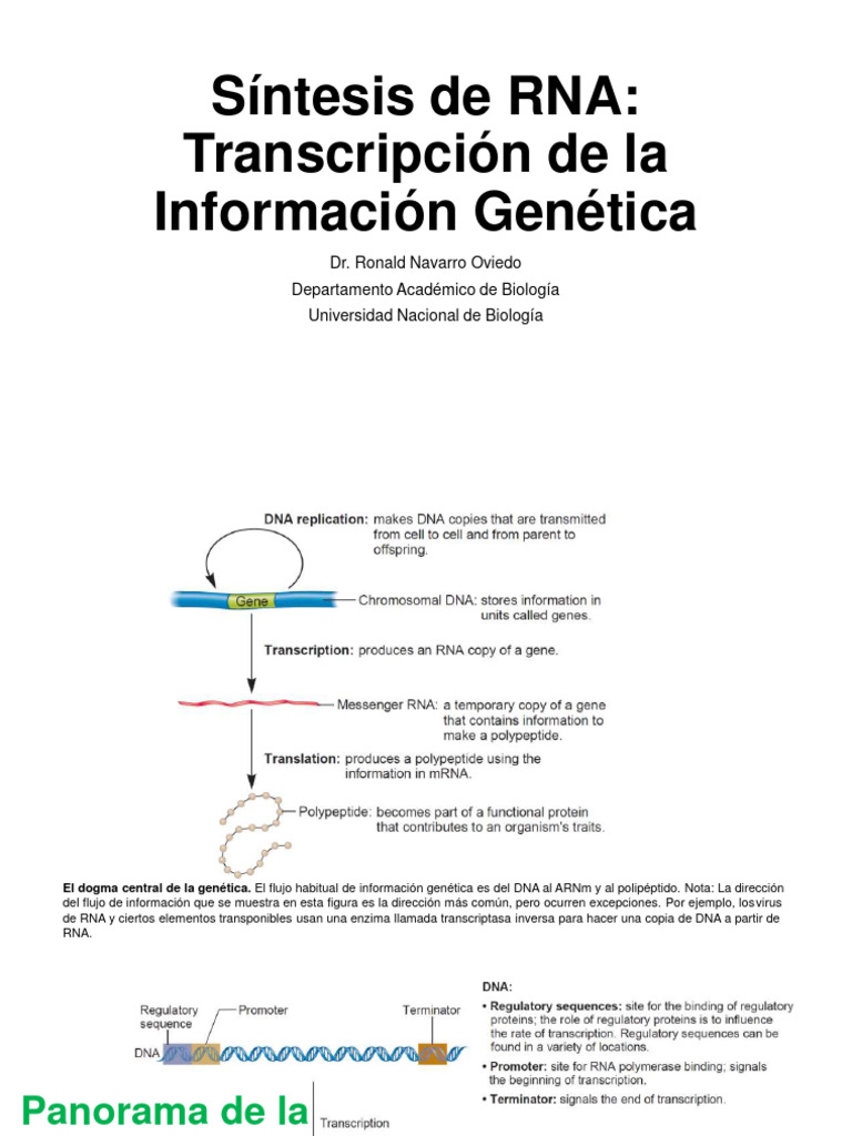 Síntesis de RNA 2023 | PDF | Rna | Adn