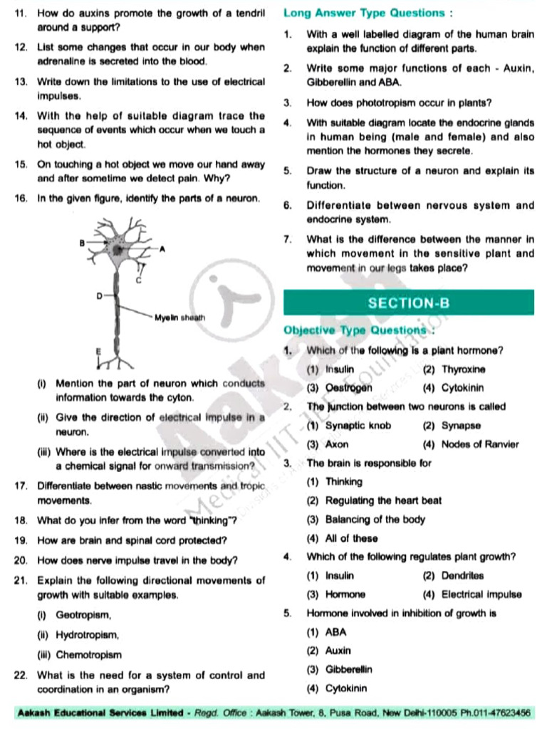 Plant Hormones and Nervous System Functions | PDF | Myelin | Neuron